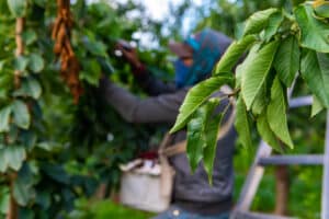 (MSPA) Migrant and Seasonal Worker Protection Act